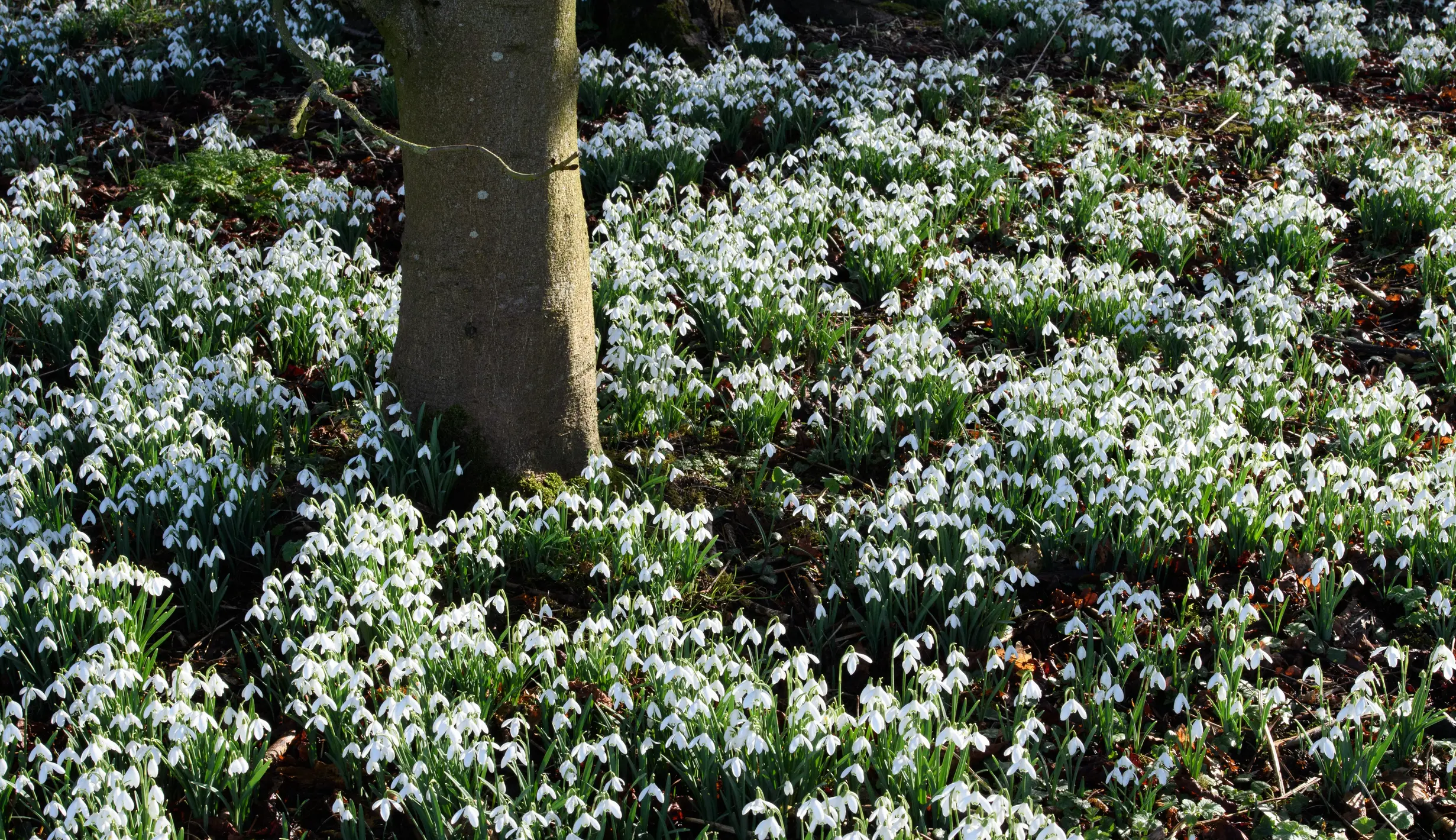 FOTO: Hamparan Bunga Tetesan Salju di Hutan Inggris - Foto Liputan6.com