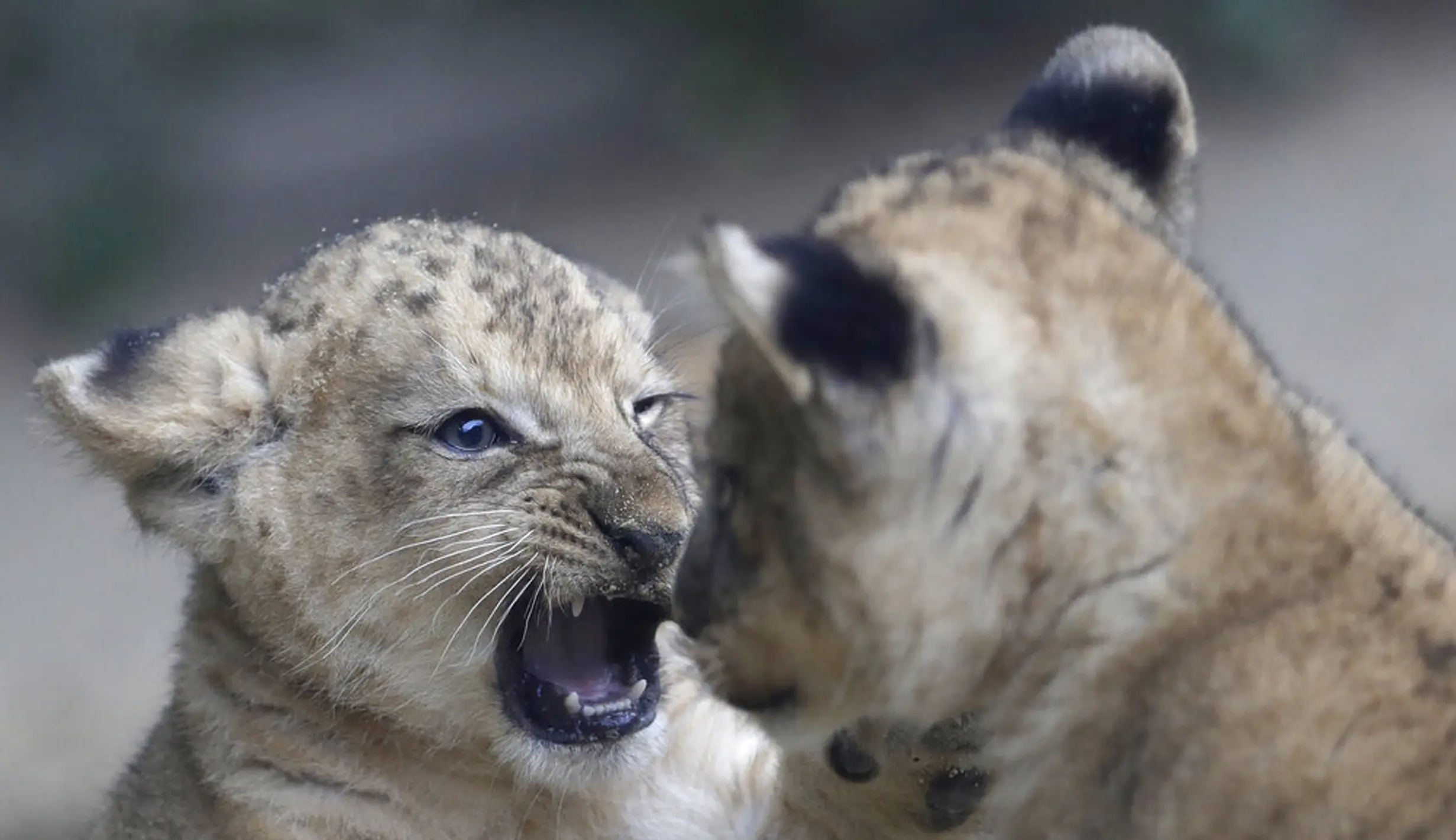 FOTO: 3 Bayi Singa Berber Lahir di Kebun Binatang Ceko - Foto Liputan6.com