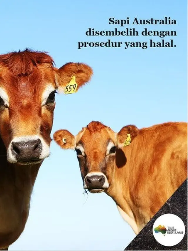 Daging Sapi dari Australia Dijamin Halal dan Bergizi - Lifestyle ...