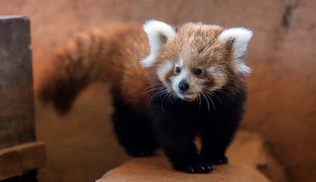 Lahirnya Bayi Panda Merah yang Langka di Attica Zoological Park Yunani ...