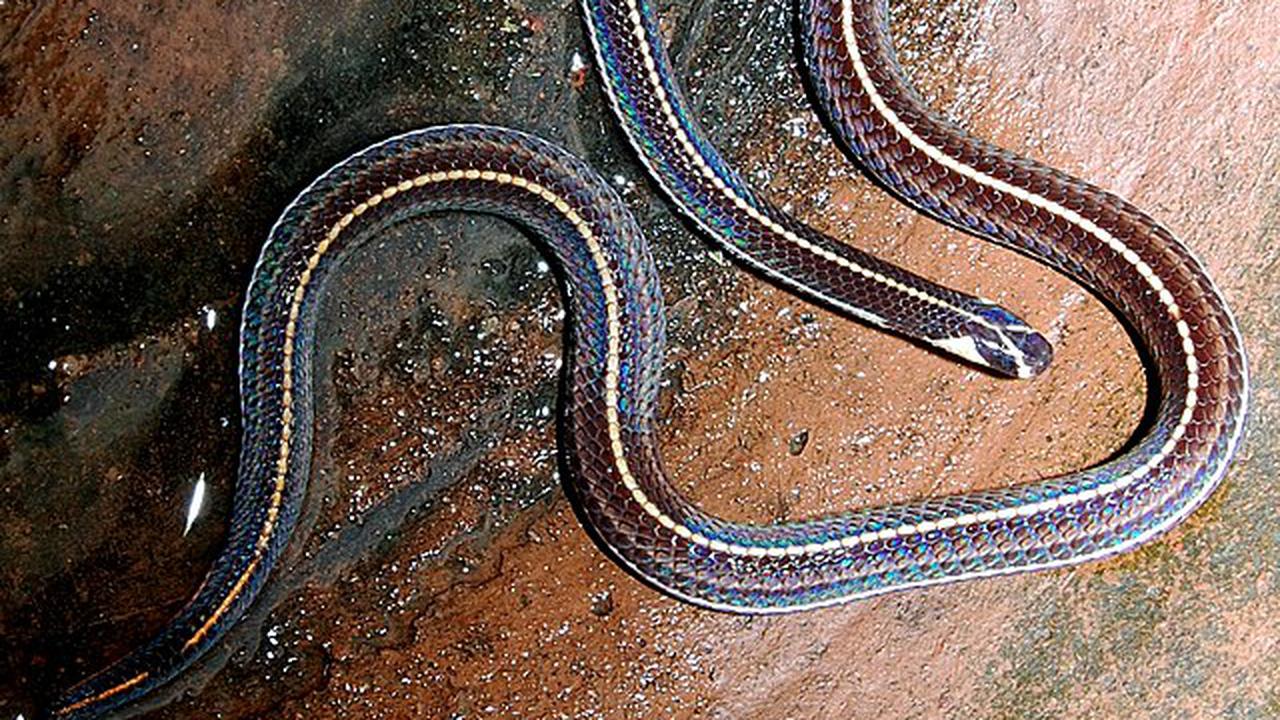 Apakah Ular Cabe Berbahaya? Kenali Ciri dan Penanganan Gigitannya