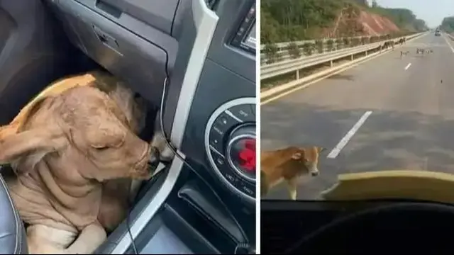 Kumpulan Potret Penyalahgunaan Mobil, Dijamin Bikin Hati Tersayat ...