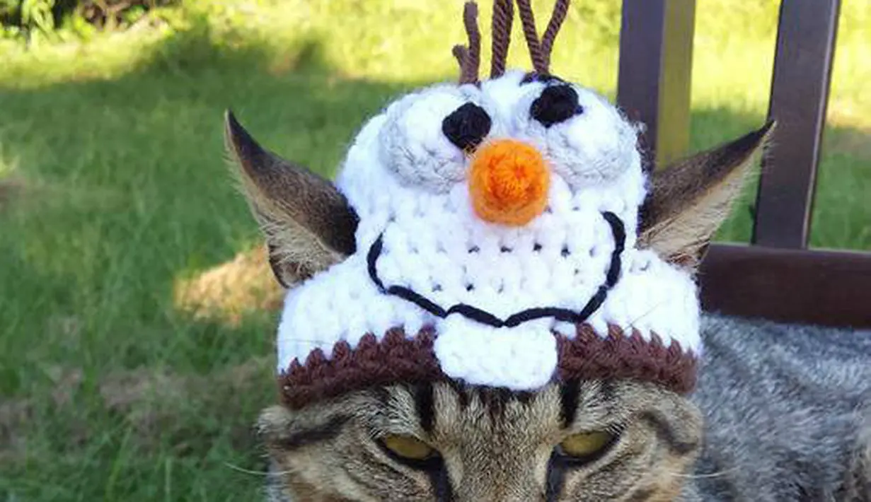 Topi Cute Bikin Kucing Makin Fashionable Dan Menggemaskan - Photo ...