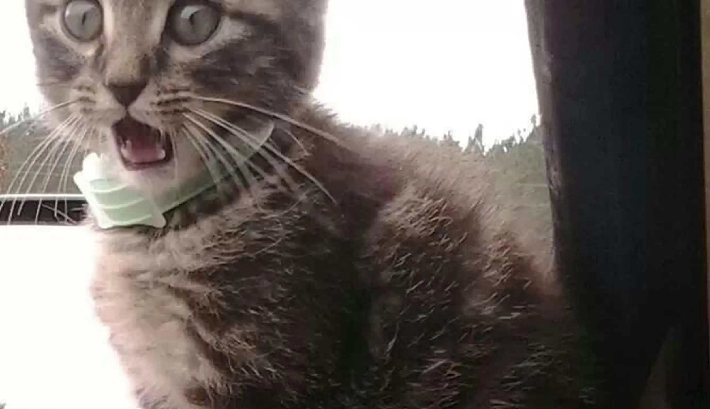 12 Ekspresi Kucing dan Makna dari Setiap Ekspresinya