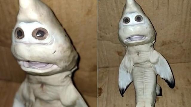 Viral Bayi Hiu Berwajah Mirip Manusia Ditemukan Nelayan di NTT, Ini 4 ...