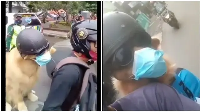 Viral Anjing Taat Pakai Helm dan Masker saat Dibonceng Motor, Bikin ...