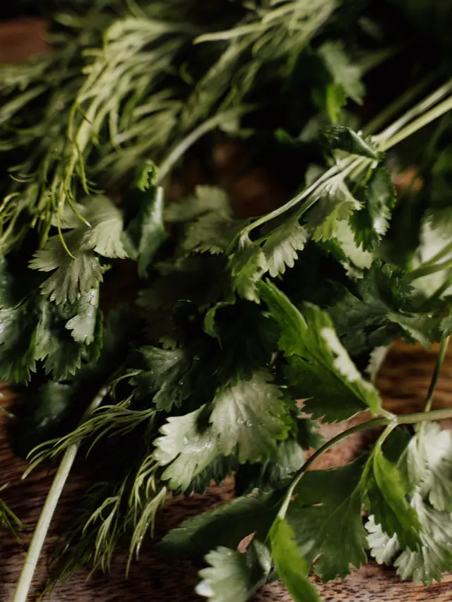 8 Cara Memasak Daun Adas Lezat dan Nikmat, Sayuran Hijau Perangsang ...