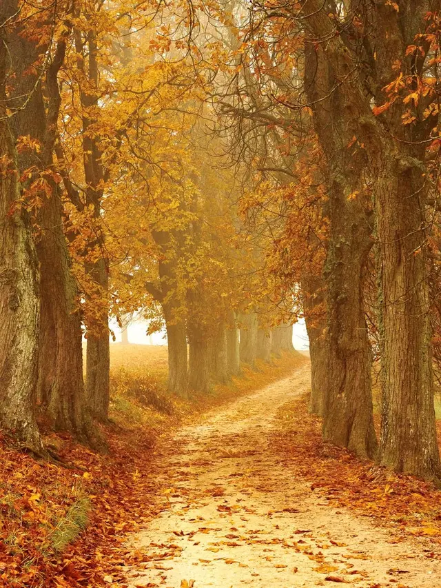 10 Gambar Background Keren untuk Wallpaper, Pahami Arti Warnanya - Hot ...