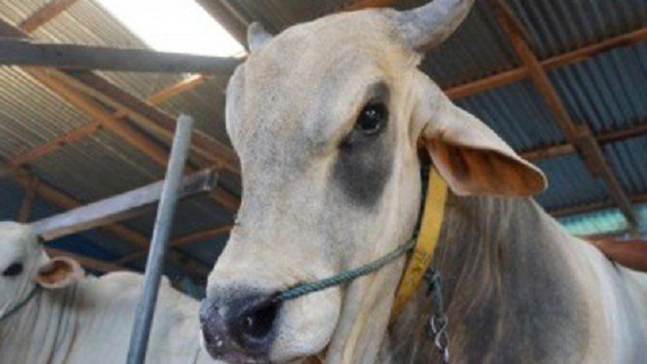 Jokowi Akhirnya Beli Sapi di Karanganyar Milik Sukasno