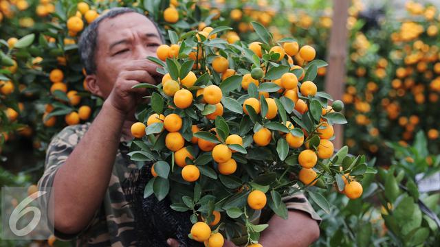 7 Pohon Buah Mini untuk Kebun Pot yang Tahan Cuaca dan Mudah Tumbuh