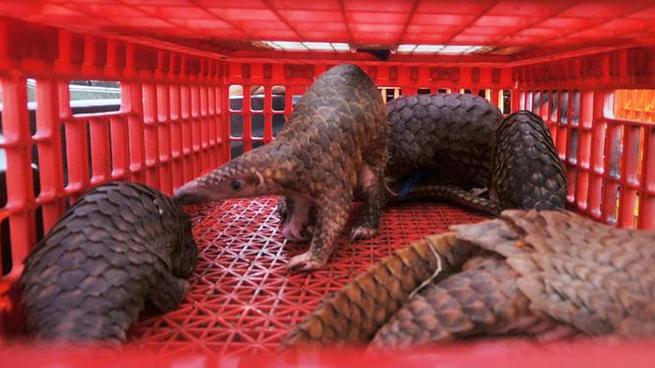 Malaysia Gagalkan Penyelundupan 30 Ton Trenggiling untuk Obat Tradisional