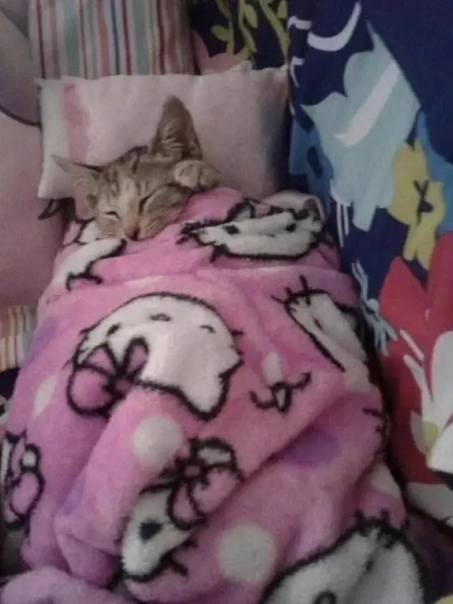 6 Potret Kucing Pakai Selimut Ini Bikin Gemas, Makin Lucu - Hot ...