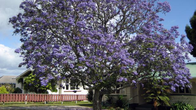 5 Spot Terbaik untuk Melihat Pohon Jacaranda Saat Mekar di Queensland ...