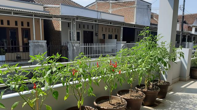 7 Kesalahan Menata Kebun Mini di Teras yang Bikin Tanaman Tidak Tumbuh ...