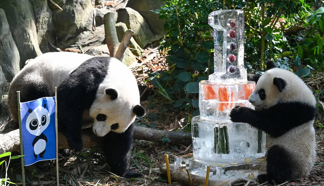 Panda Raksasa Kelahiran Singapura Menyambut Ulang Tahun Pertama - Foto ...