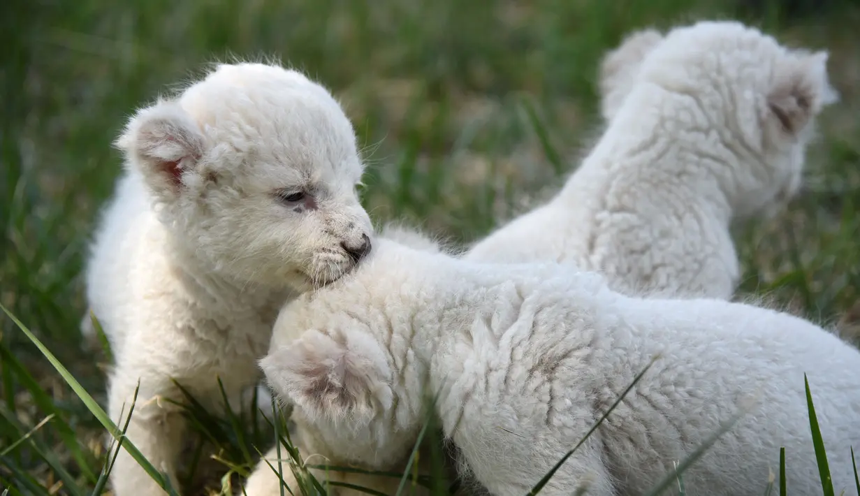 FOTO: 3 Bayi Singa Putih Lahir di Wild World Jinan - Foto Liputan6.com