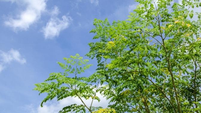 Catat, Ini Keunggulan Kelor Dibandingkan Tanaman Lain - Health Liputan6.com