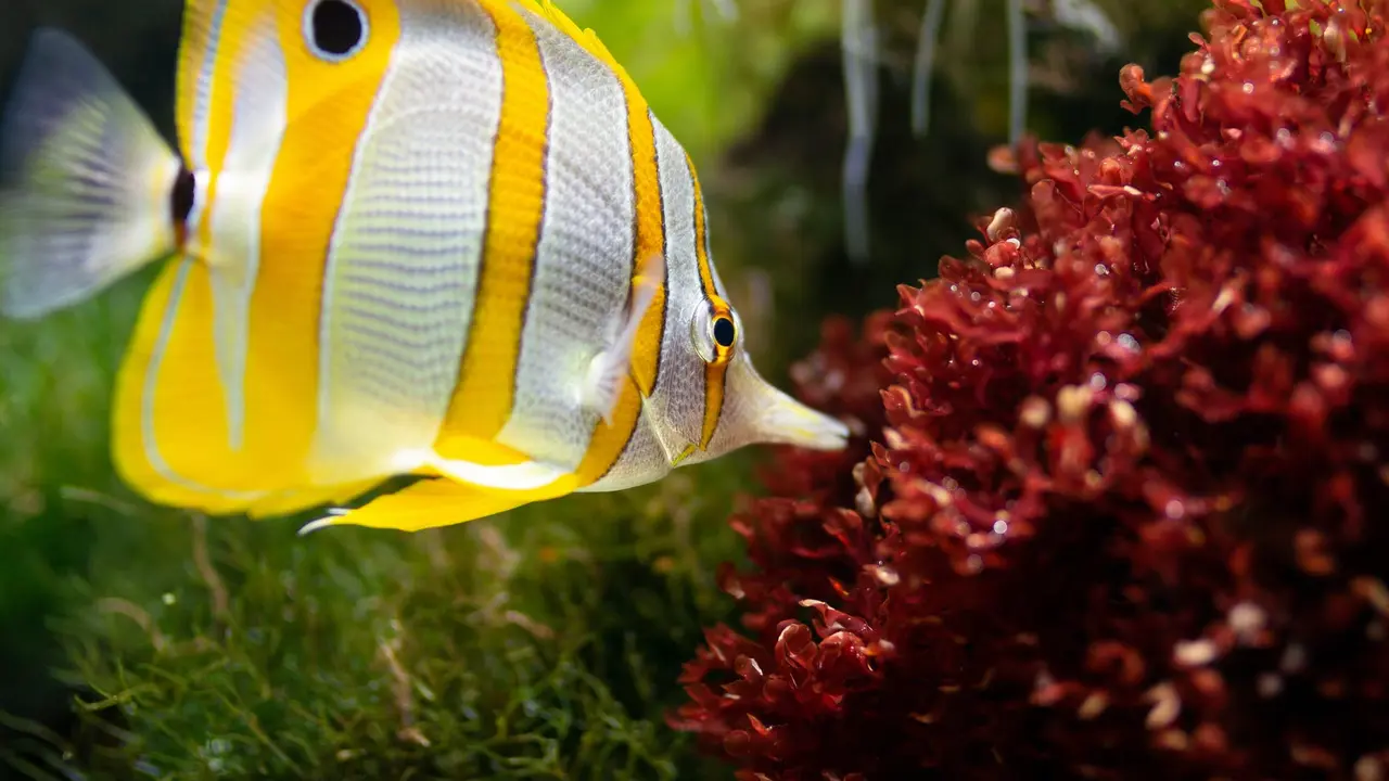 15 Jenis Ikan Hias Mahal di Dunia, Ada yang Sampai 8 Miliar - Hot ...