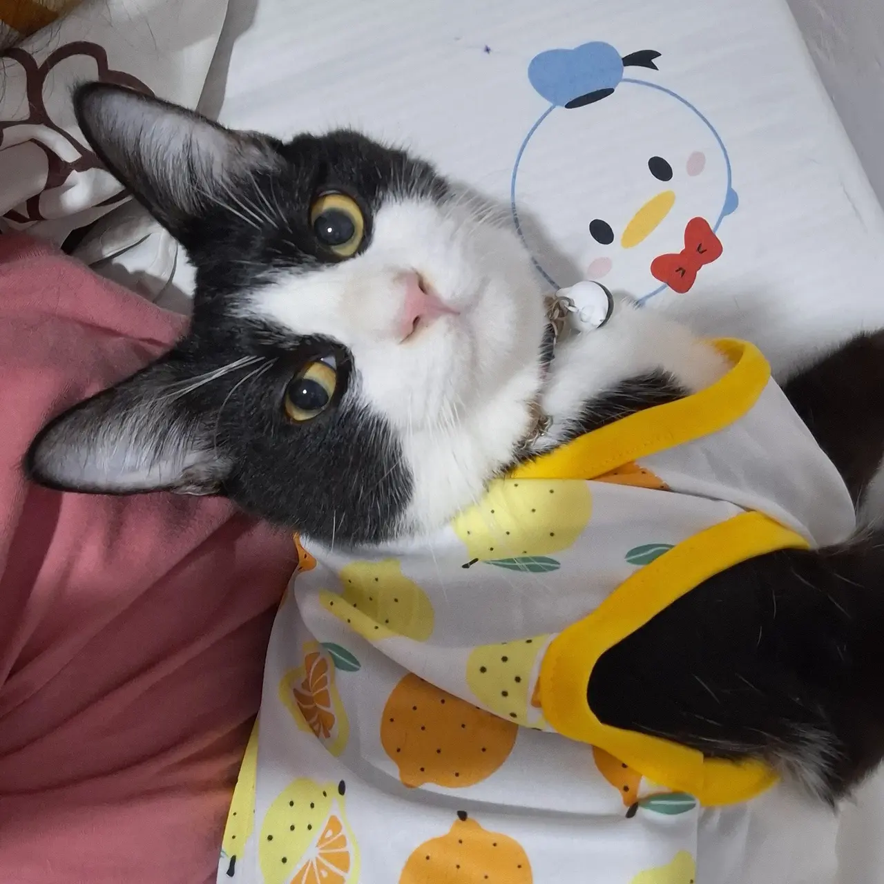 6 Potret Kucing Pakai Piyama Ini Bikin Gemas, Bak Bayi Manusia Sebelum ...