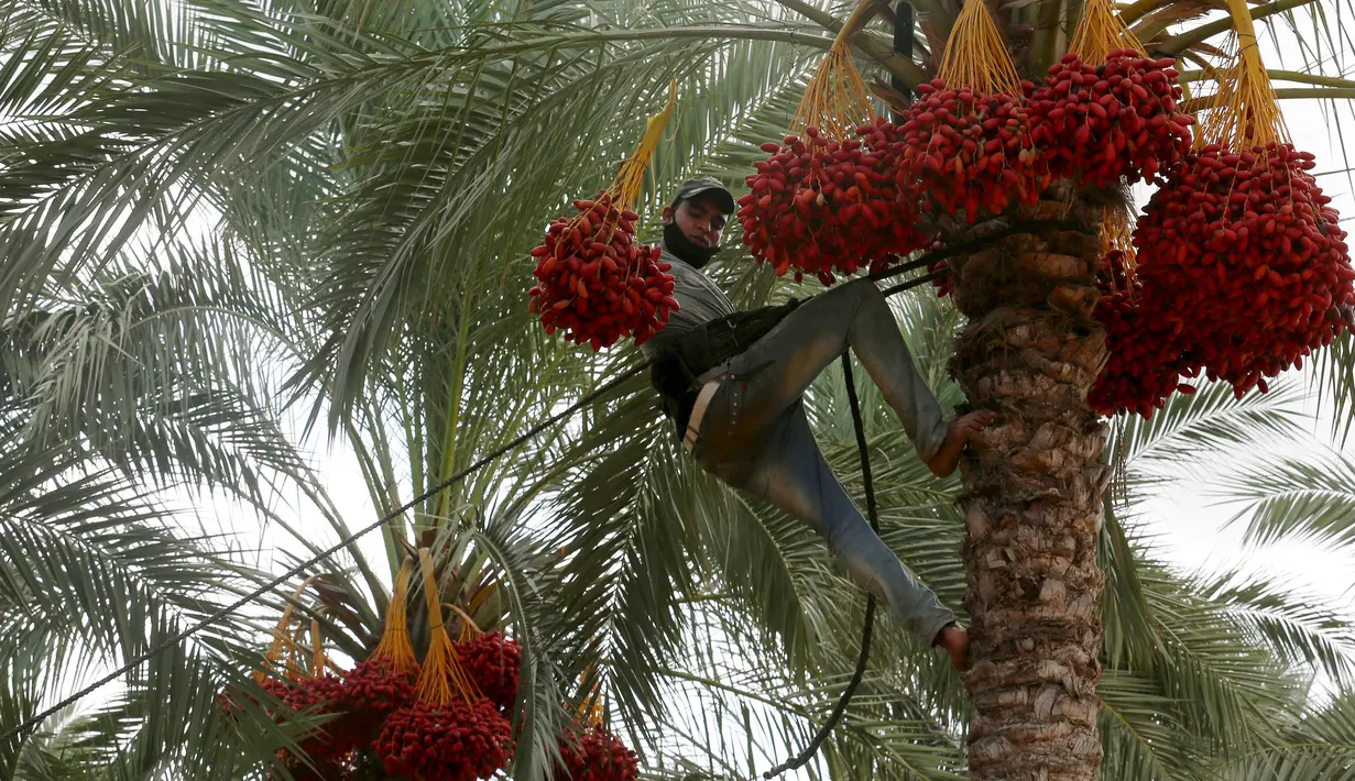 FOTO: Musim Panen Kurma di Jalur Gaza - Foto Liputan6.com