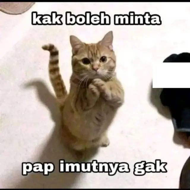 6 Meme Lucu Kucing Ini Bikin Geregetan, Cocok Buat Stiker WhatsApp ...