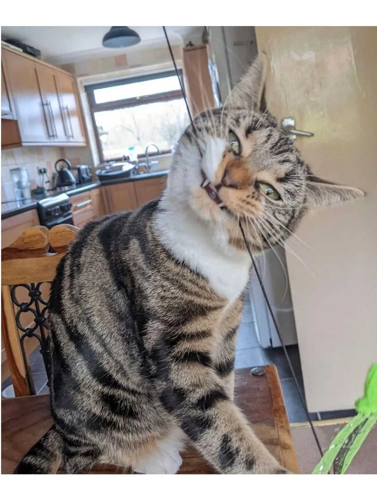 7 Potret Reaksi Lucu Kucing saat Marah, Pamer Taring - Hot Liputan6.com