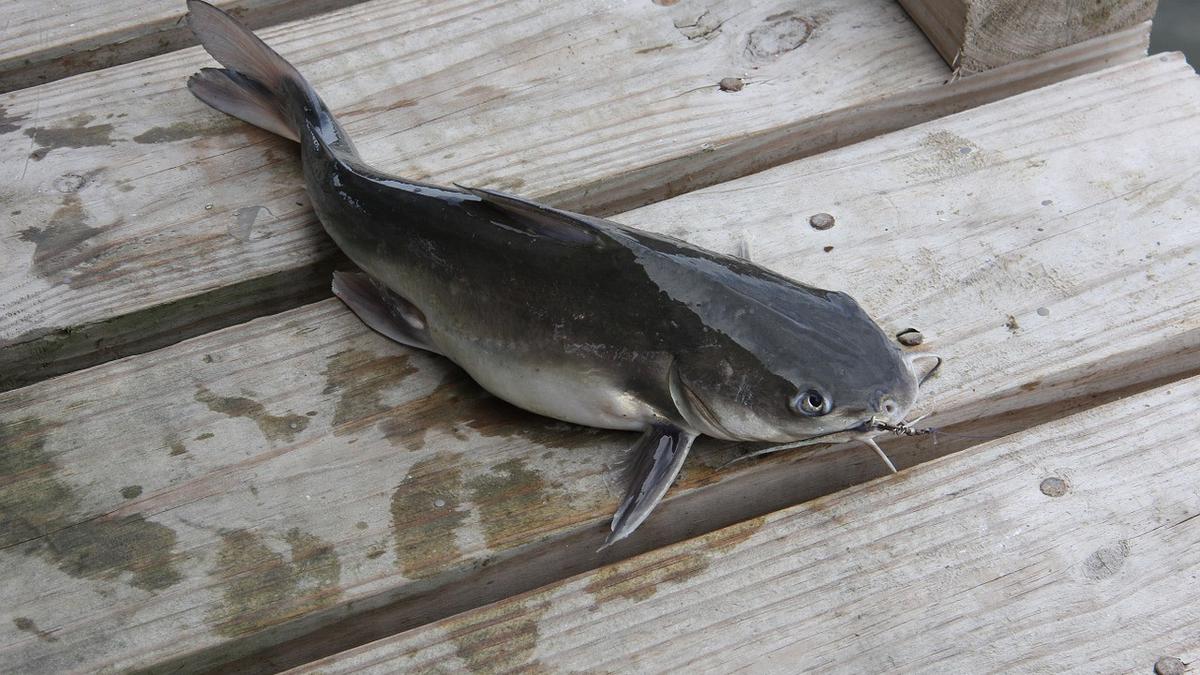 5 Resep Masakan Ikan Patin, Menu Favorit untuk Keluarga