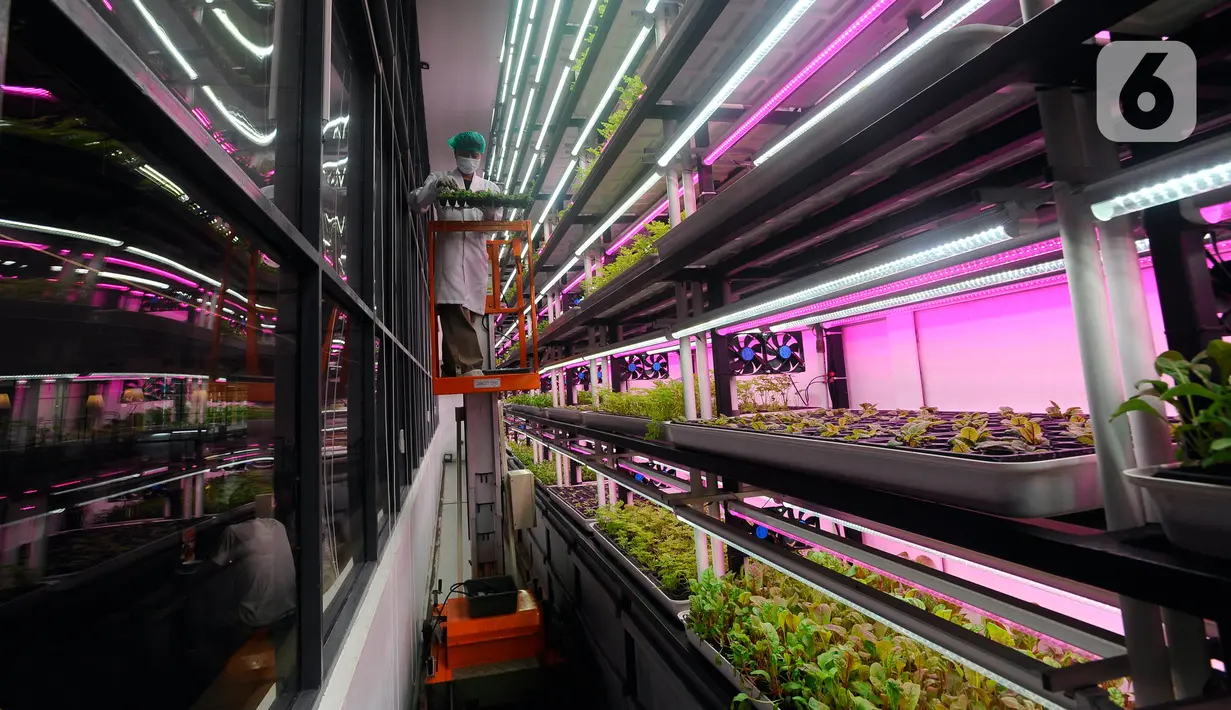 Unik, Kafe di Tangerang Selatan Hadirkan Pertanian Dalam Ruangan - Foto ...