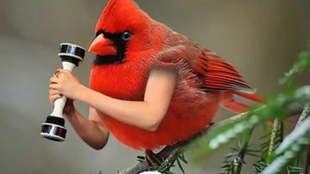 6 Editan Foto Burung dan Manusia Ini Enggak Habis Pikir, Absurd ...