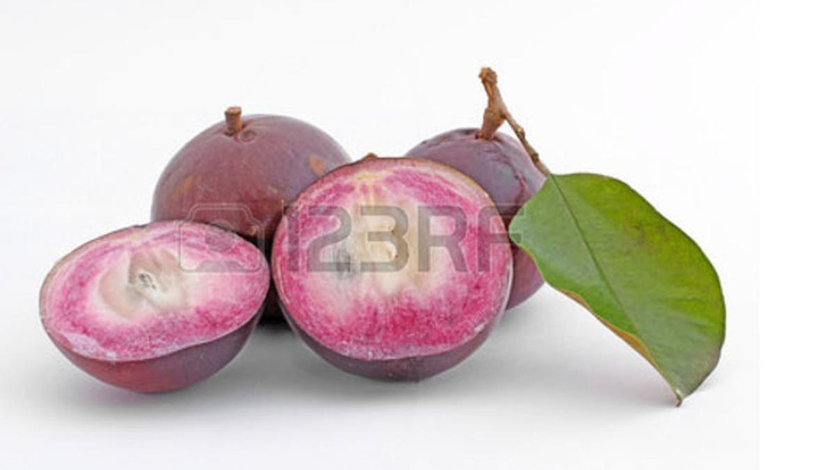 Mengenal Buah Kenitu Yang Kaya Manfaat (Part 1)