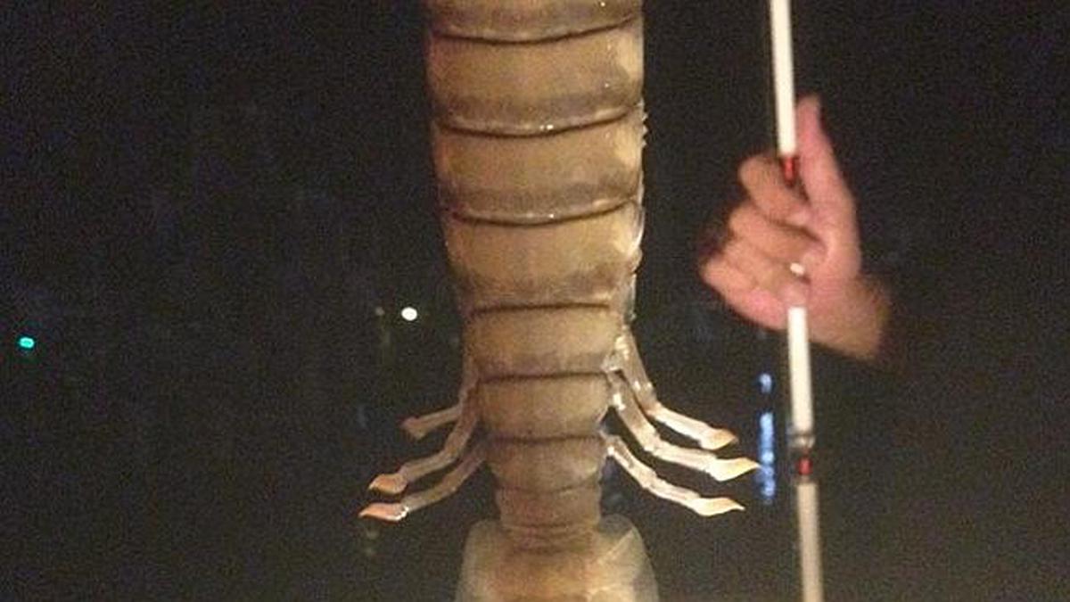 Ditemukan Udang Raksasa, Panjangnya Hampir Setengah Meter - Global ...