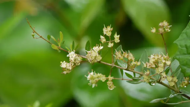 Cara Membuat Henna Bubuk Alami dan Penggunaannya yang Aman - Hot ...
