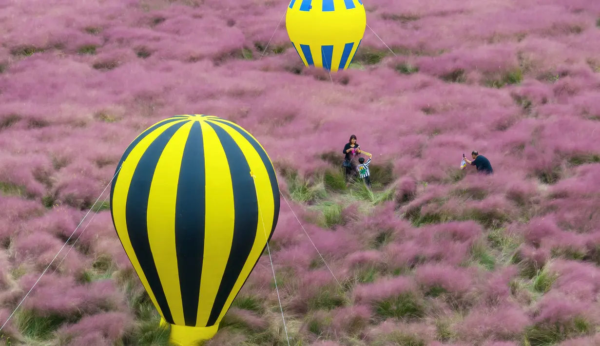 Rumput Muhly Merah Muda di China Jadi Primadona Wisatawan - Foto ...