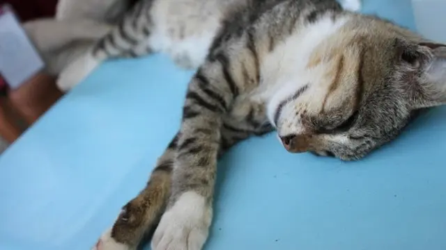 6 Cara Menangani Kucing Liar yang Terlantar atau Sakit dengan Aman dan ...