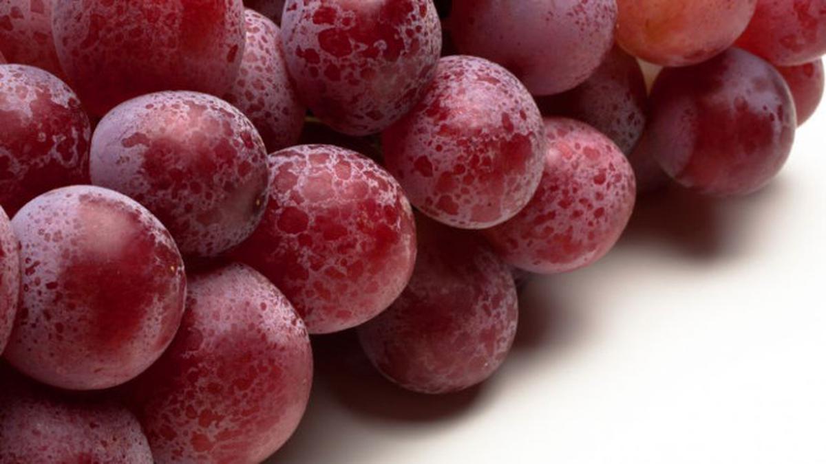 Seikat Anggur Jepang ini Dijual hingga Ratusan Juta Rupiah - Lifestyle ...