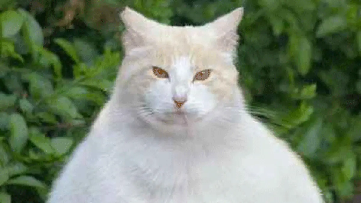 10 Kucing Paling Gemuk Sedunia: Lucu Atau Ngeri? - Photo Fimela.com