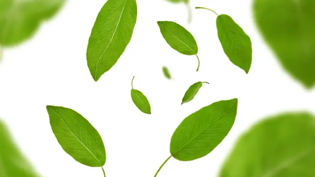 Jenis-Jenis Daun Teh yang Perlu Diketahui - Ragam Bola.com