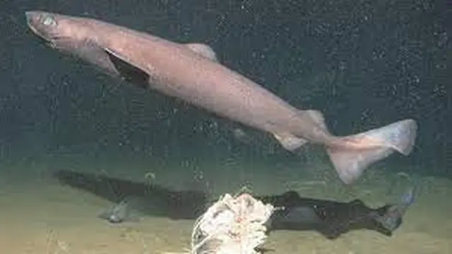 10 Spesies Hiu Laut Dalam yang Menakjubkan dan Jarang Ditemui ...