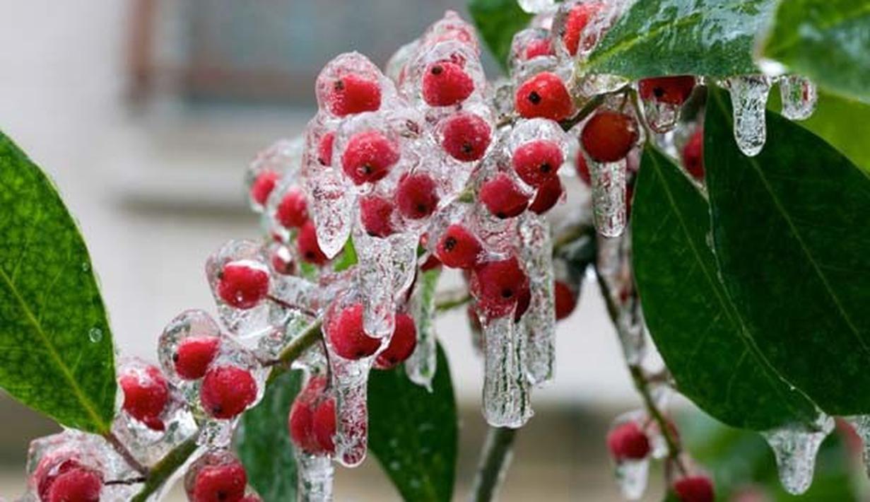 Indahnya Badai Salju Membekukan Bunga-Bunga Cantik Ini - Photo Fimela.com