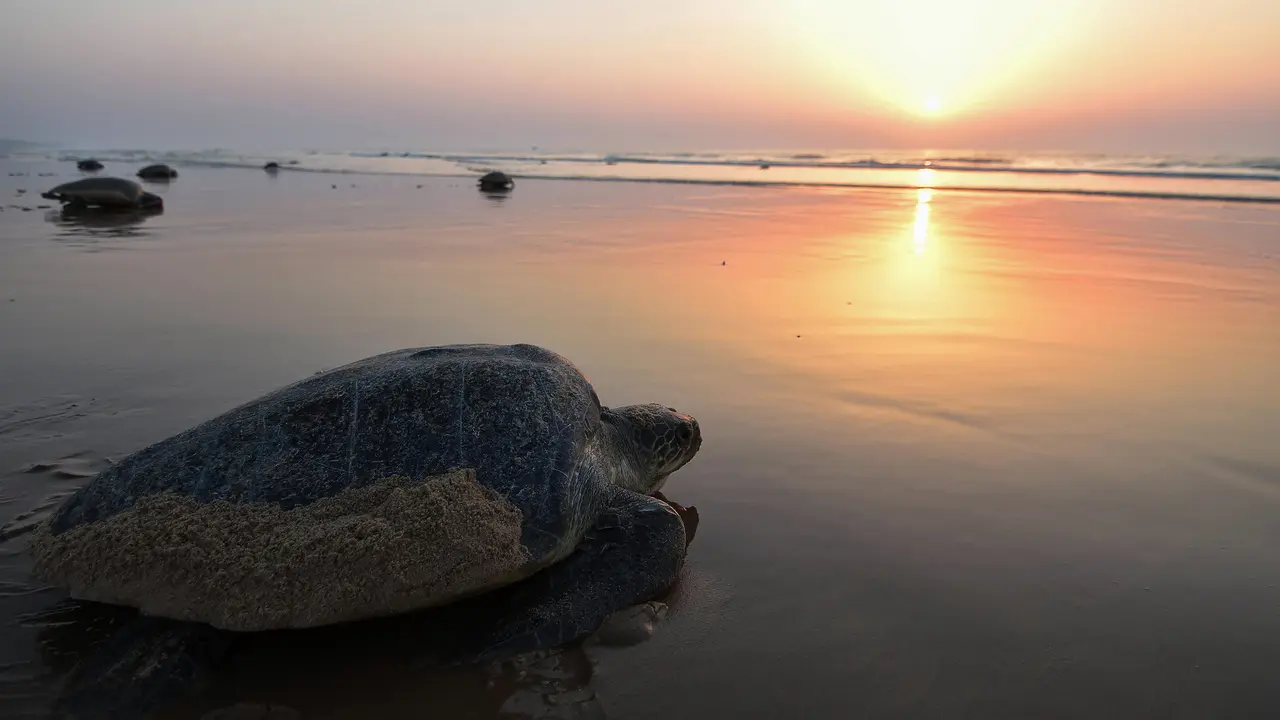 Wow, 30 Ribu Penyu Hidup di Sumatera Barat - Regional Liputan6.com