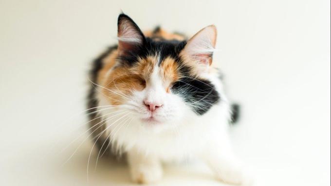 Mempercantik Kucing Buta untuk Diadopsi - Lifestyle Fimela.com