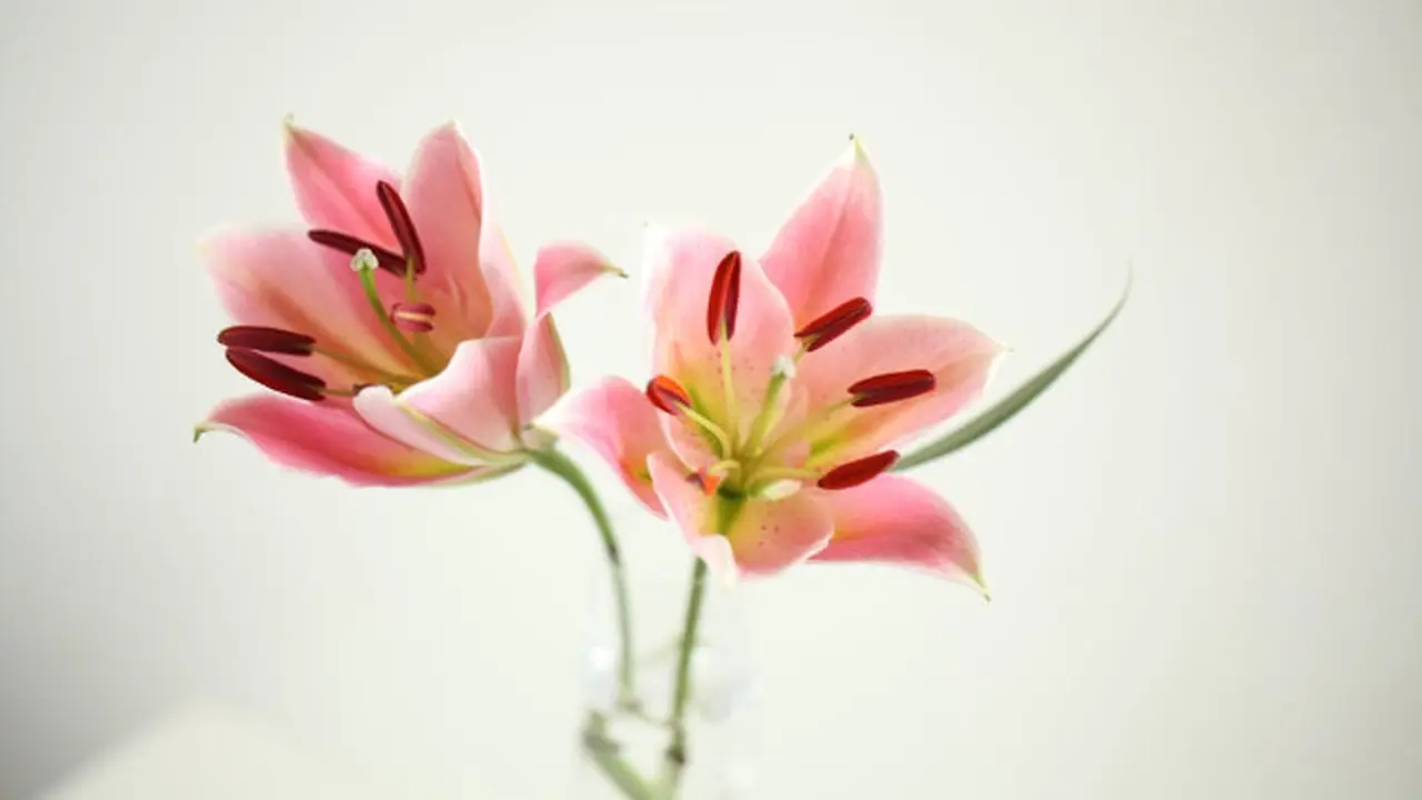 Mengenal Jenis Bunga dan Maknanya untuk Pasangan Tersayang