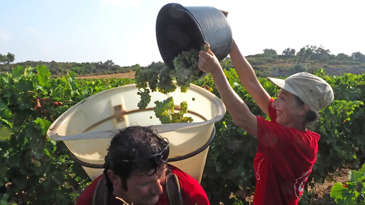 6 Fakta Anggur Muscat, Varietas Anggur Tertua yang Kini Jadi Favorit ...