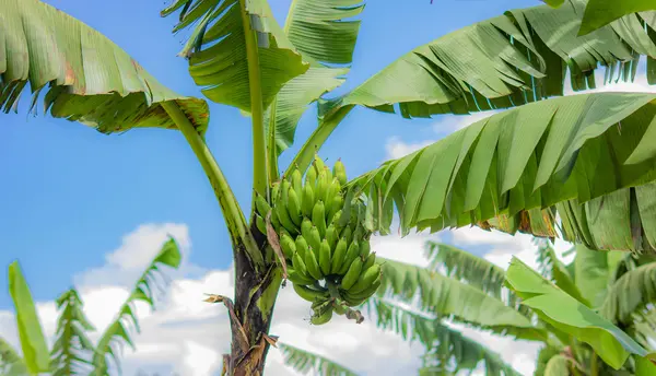 Contoh Konsep Aglomerasi, Berikut Pengertian, Jenis, dan Penerapannya ...