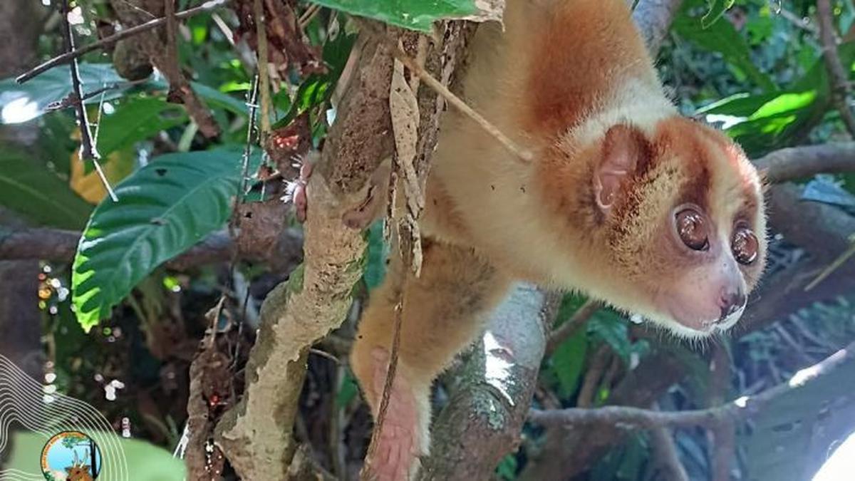 BBKSDA Jatim Lepasliarkan Binturung hingga Ular Coros di Hutan Lindung ...