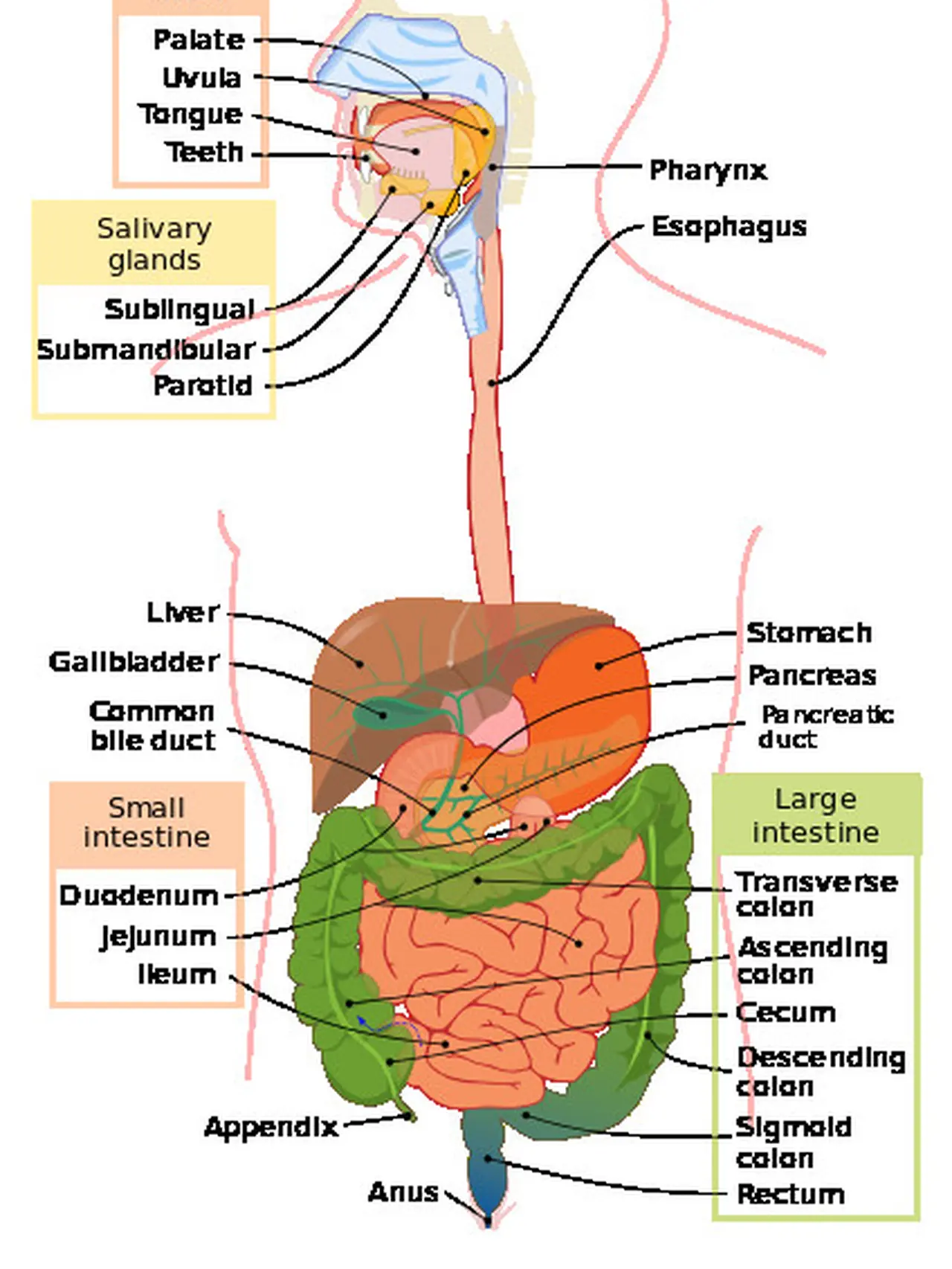 Fungsi Enzim Amilase, Mekanisme, dan Penyakit yang Bisa Muncul - Hot ...