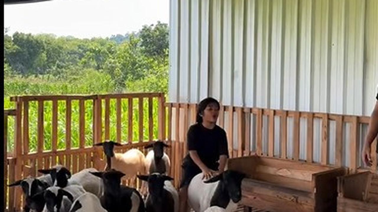 5 Potret Kandang Domba Ayudia Bing Slamet dan Ditto di Klaten, Kental ...