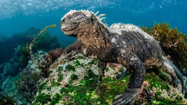 Lebih Dekat dengan Iguana Laut, Wujudnya mirip 'Godzilla' Galapagos ...