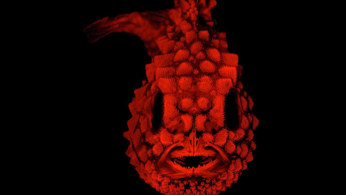 Horor Ikan Iblis Merah yang Ternyata... - Global Liputan6.com