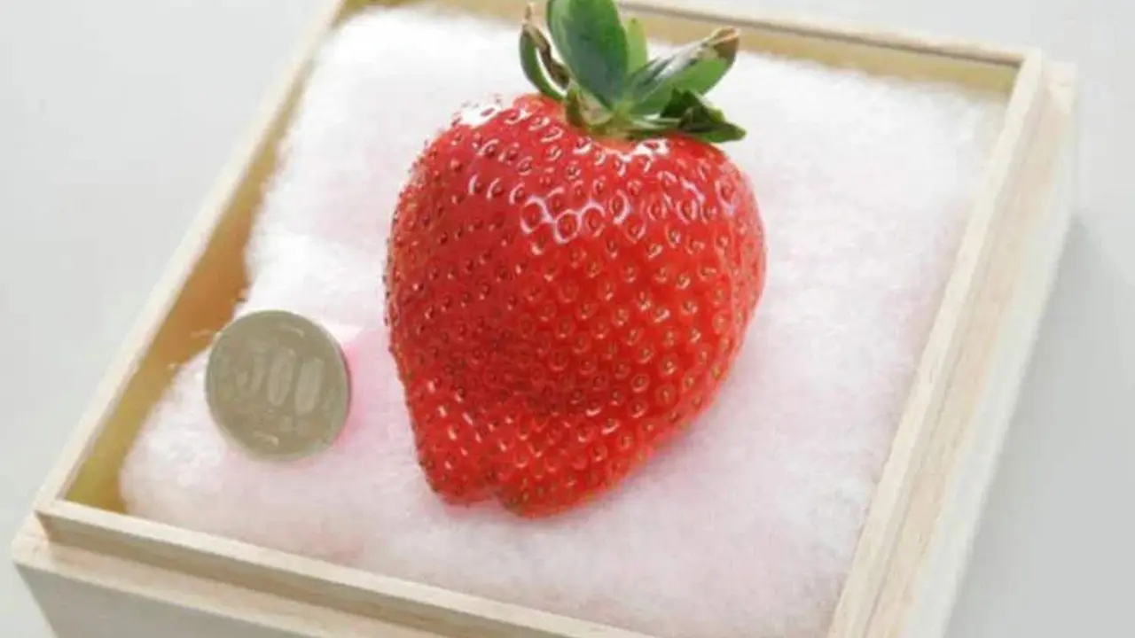 Stroberi Ini Per Buah Harganya Capai Rp 5,2 Juta, Jadi yang Termahal di ...